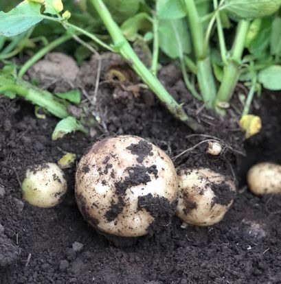 8:30am (22) | Phoenix Park Farm - NSW, Australia