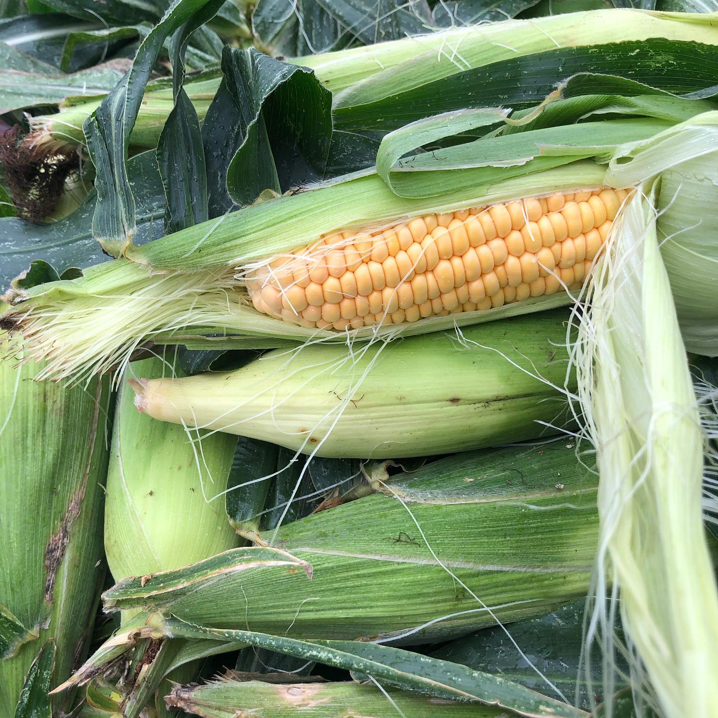 Corn (10 for $10) | Phoenix Park Farm - NSW, Australia